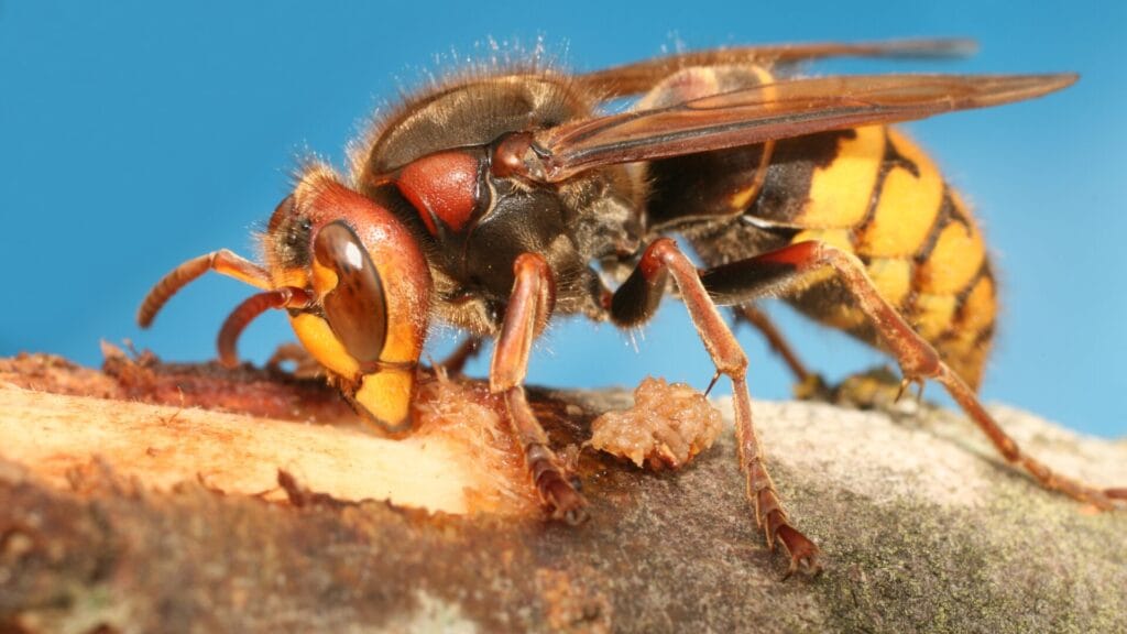 Bee or Wasp Sting? Here's What to Do for Quick Relief and Care